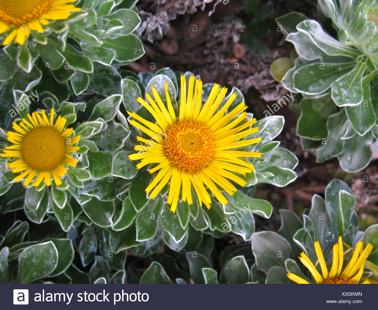 Nauplius Stock Photos & Nauplius Stock Images - Alamy