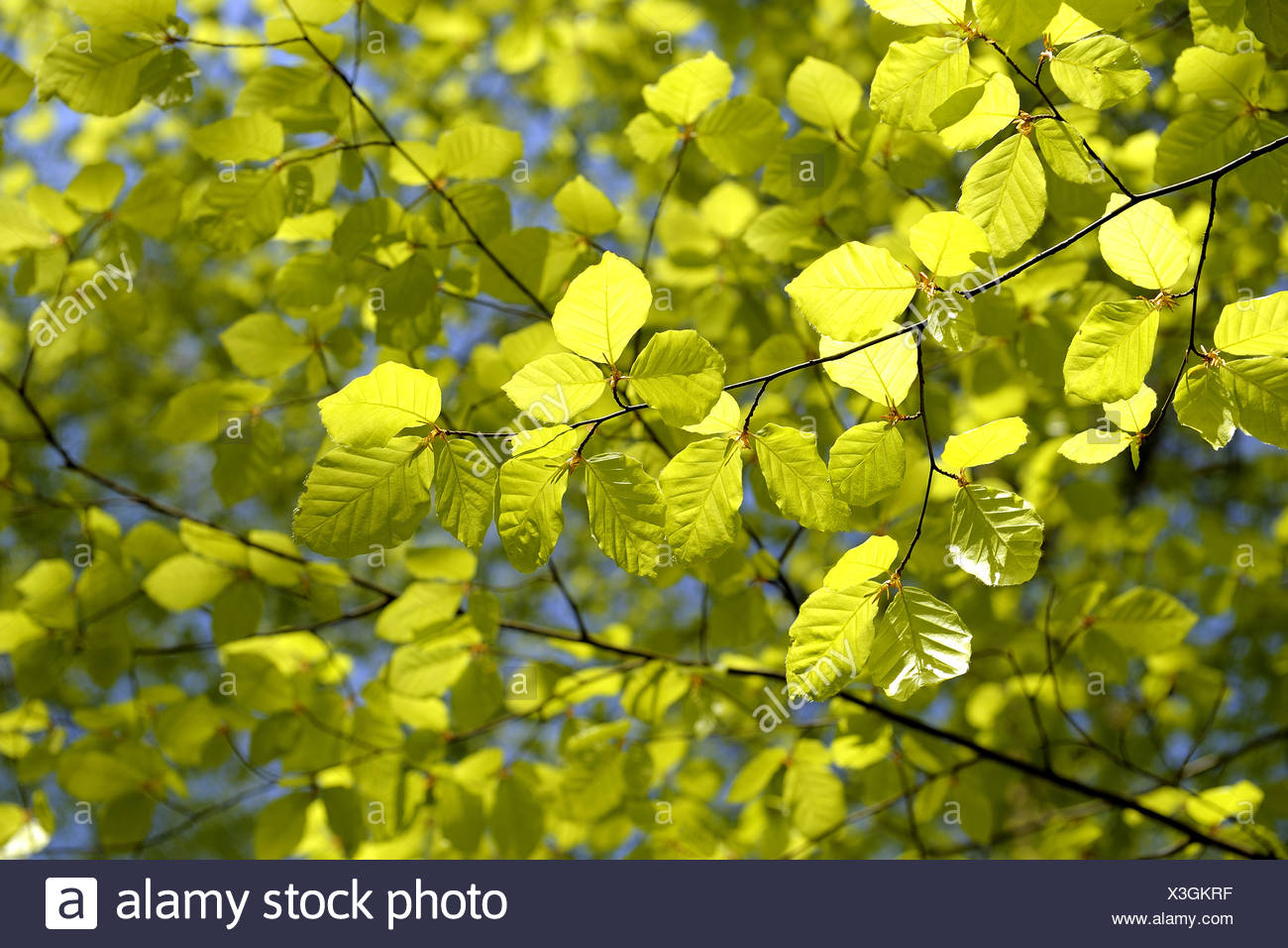Southern Beech Leaves High Resolution Stock Photography and Images - Alamy