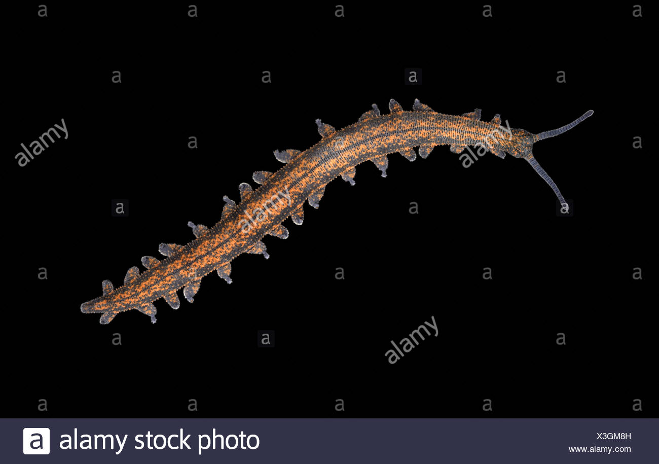 Velvet Worms High Resolution Stock Photography and Images - Alamy