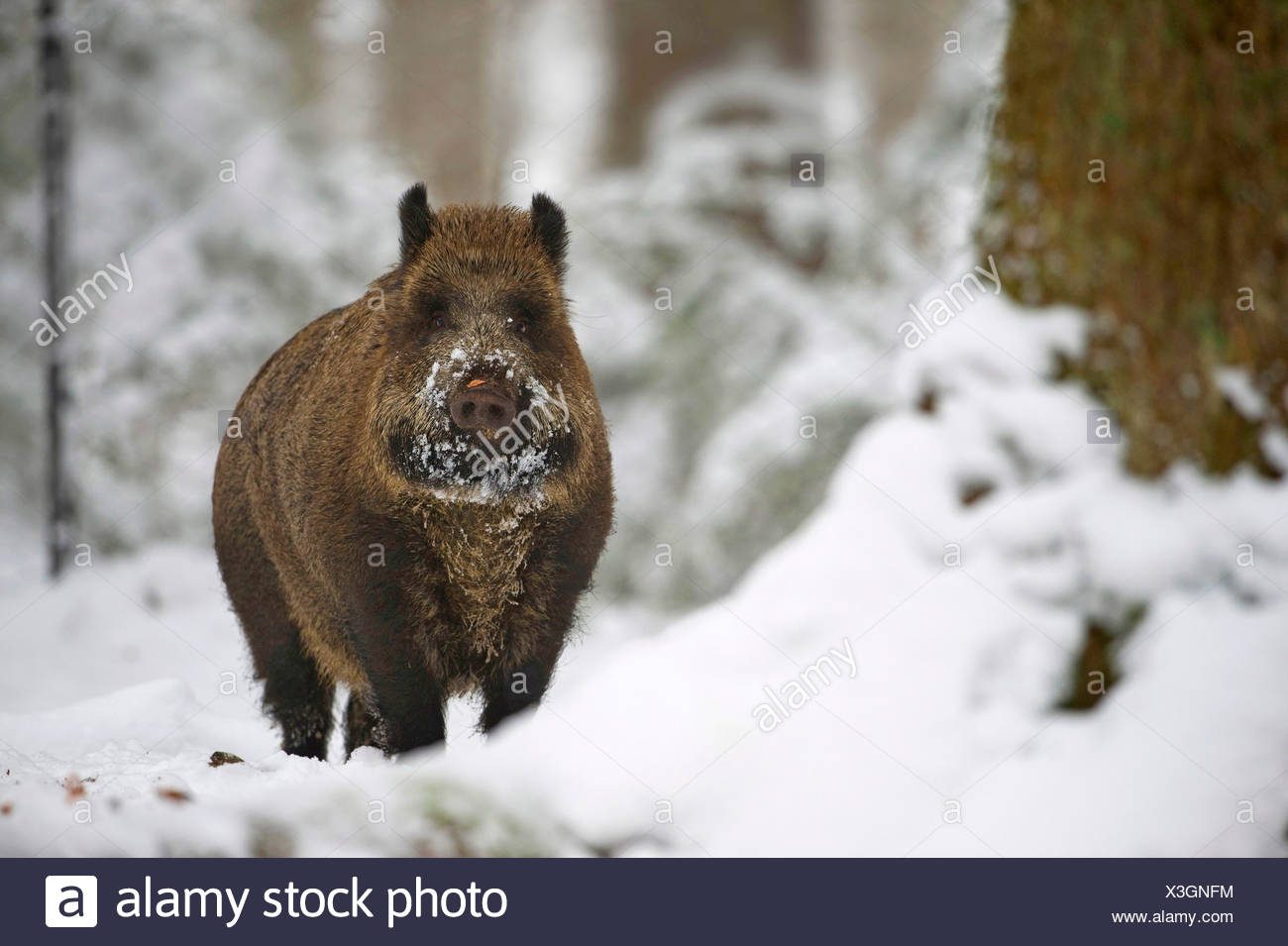 Bayrisch Bayerisch High Resolution Stock Photography and Images - Alamy