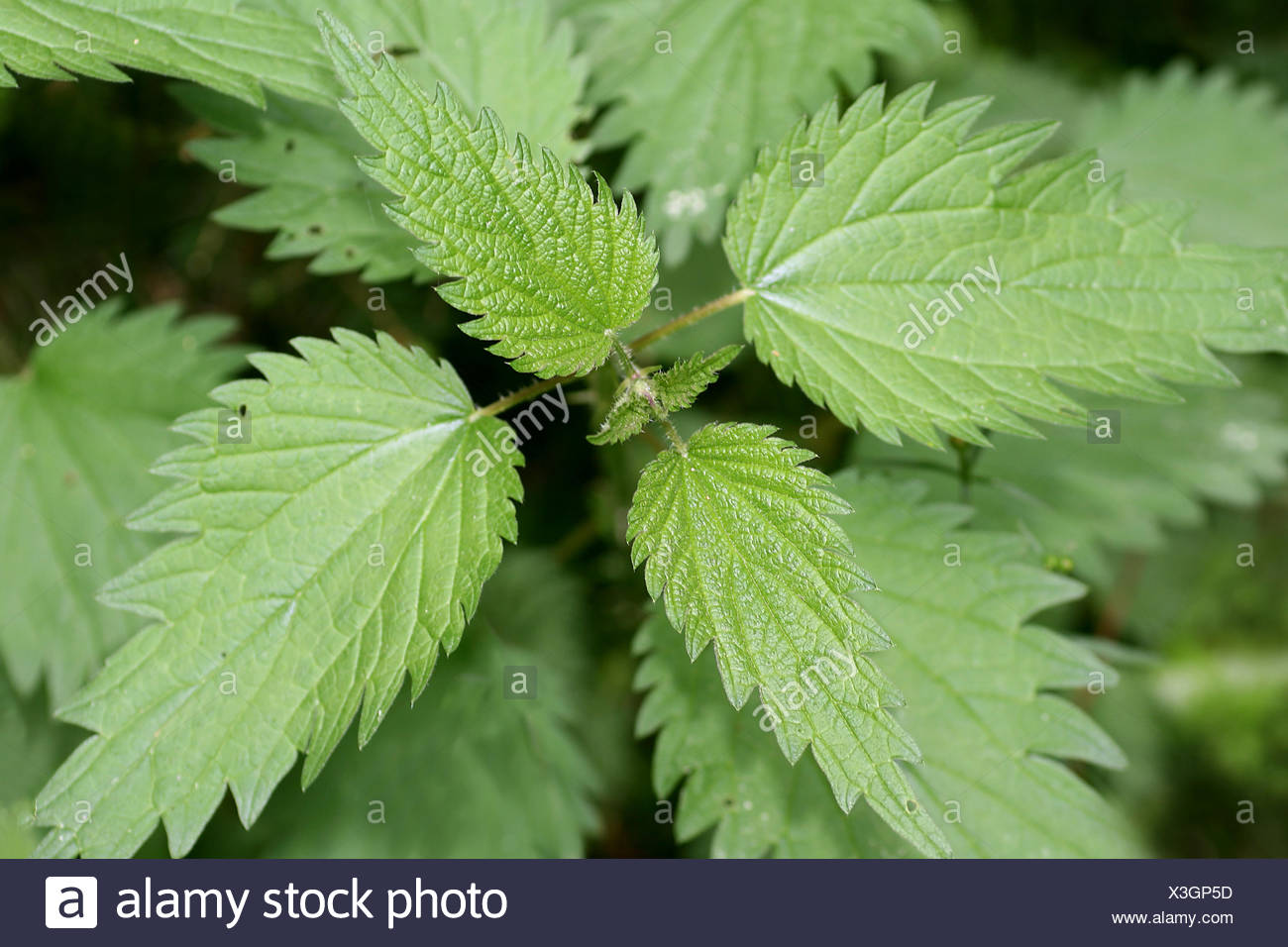 Nettels High Resolution Stock Photography and Images - Alamy
