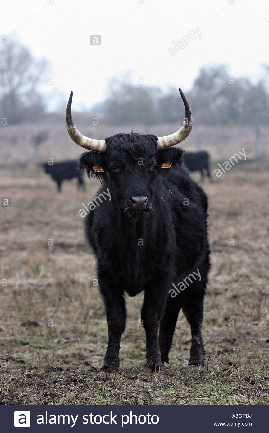 Angry Looking Bull High Resolution Stock Photography and Images - Alamy
