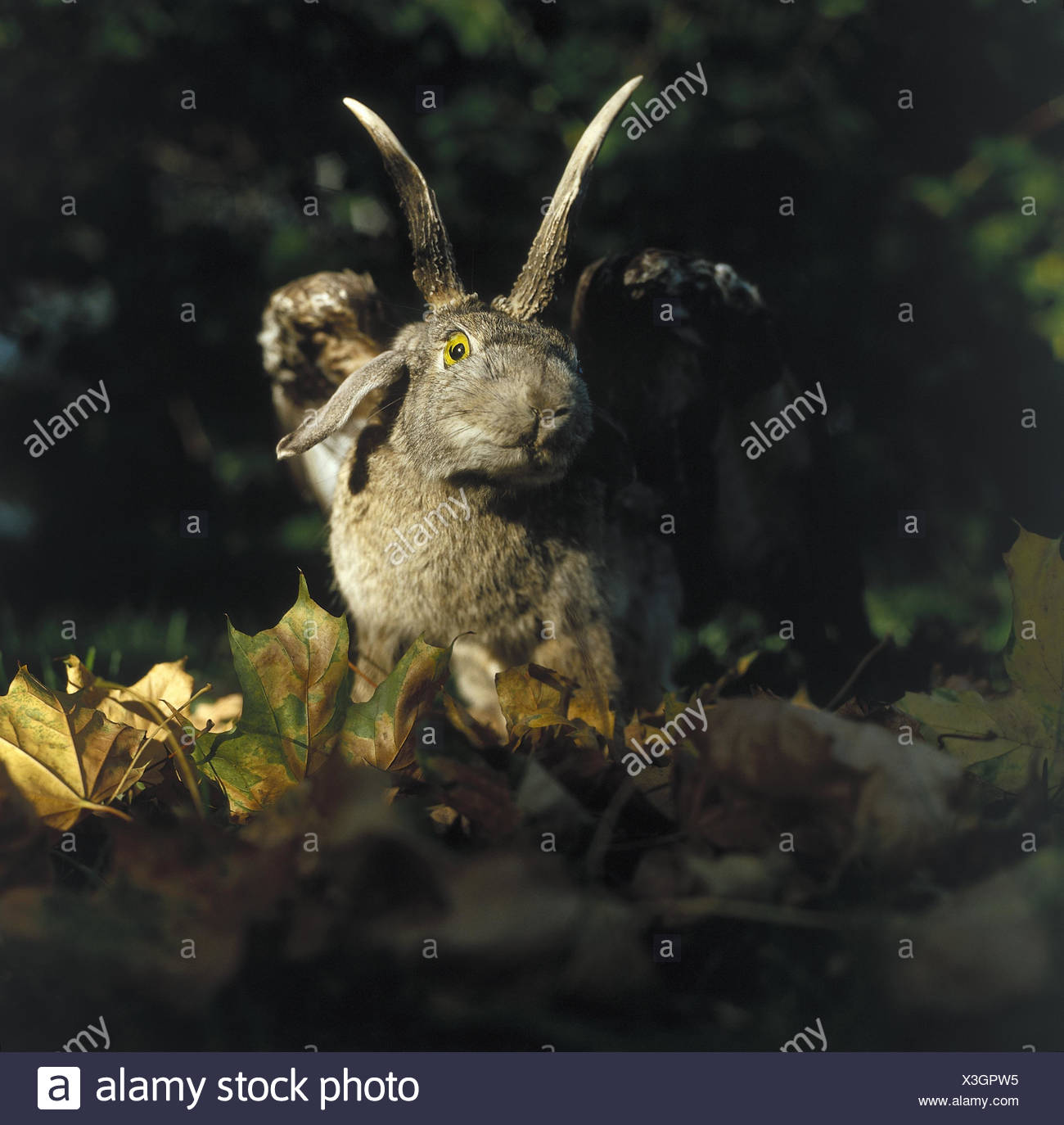 Mythical Creature Stock Photos & Mythical Creature Stock Images - Alamy