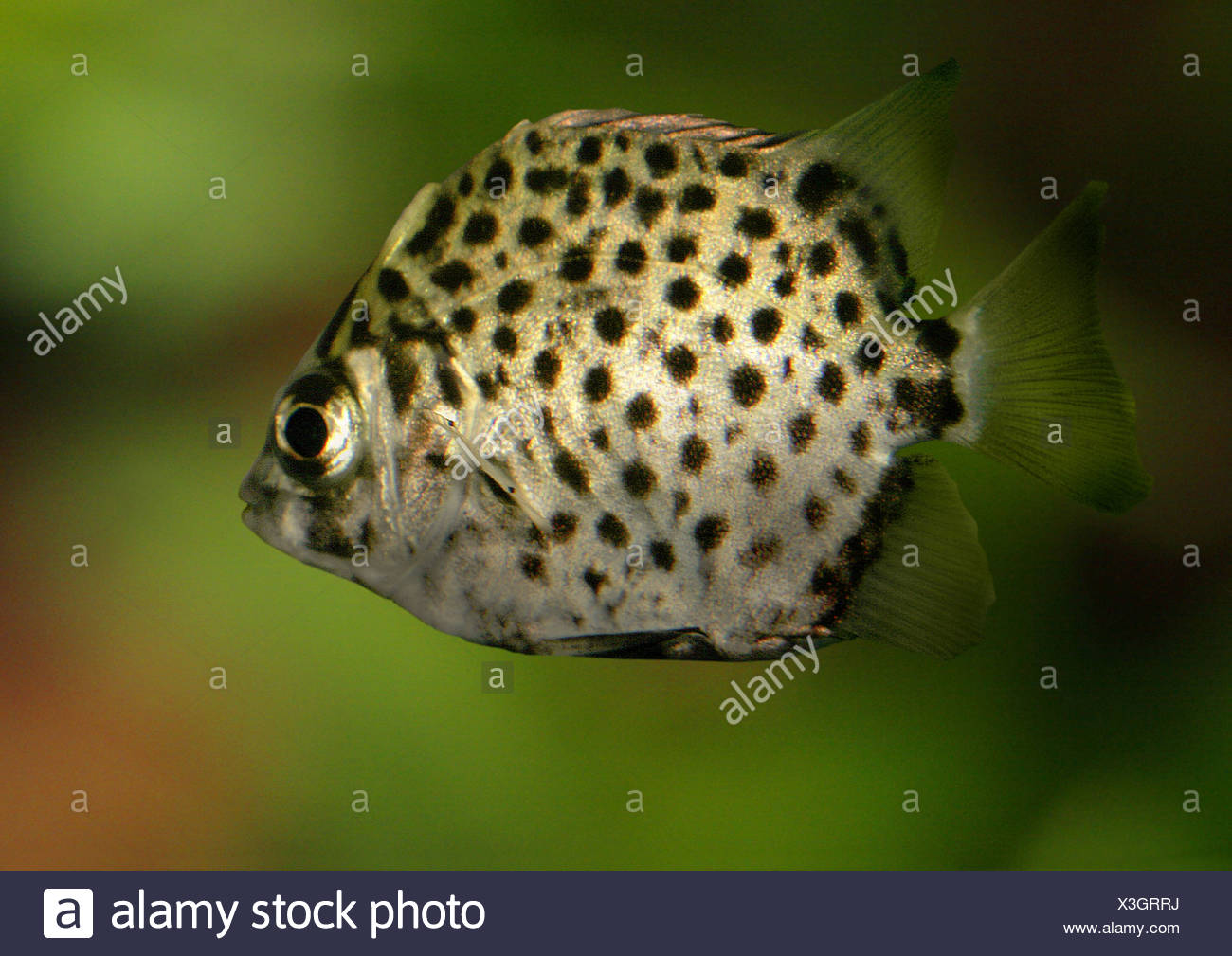Argus Fish Scat Scatophagus Argus High Resolution Stock Photography and ...