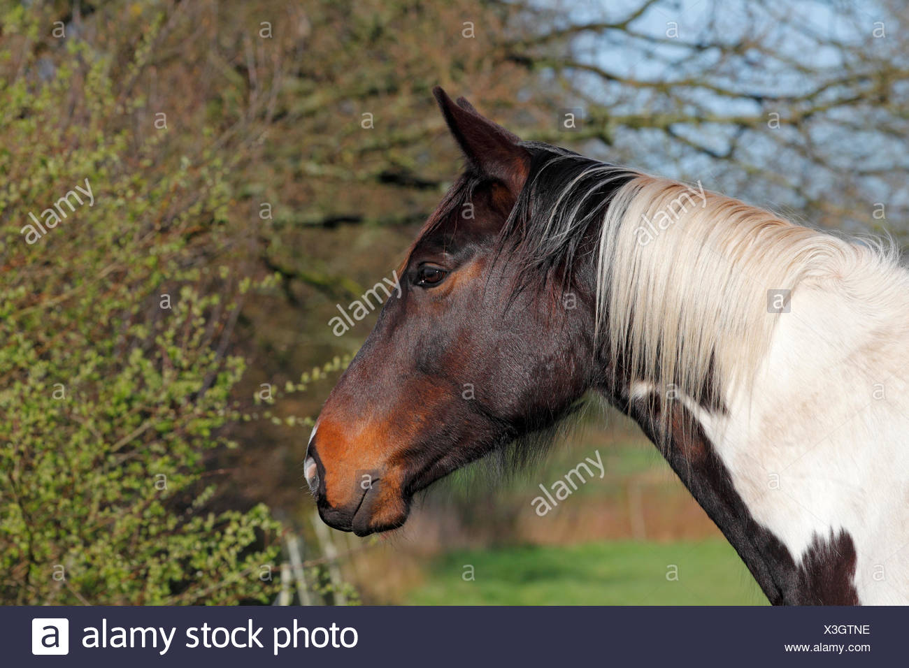 Pinto Horses High Resolution Stock Photography and Images - Alamy