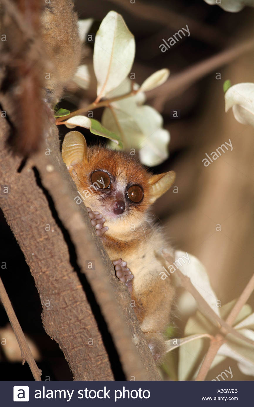 Pygmy Mouse Lemur High Resolution Stock Photography and Images - Alamy