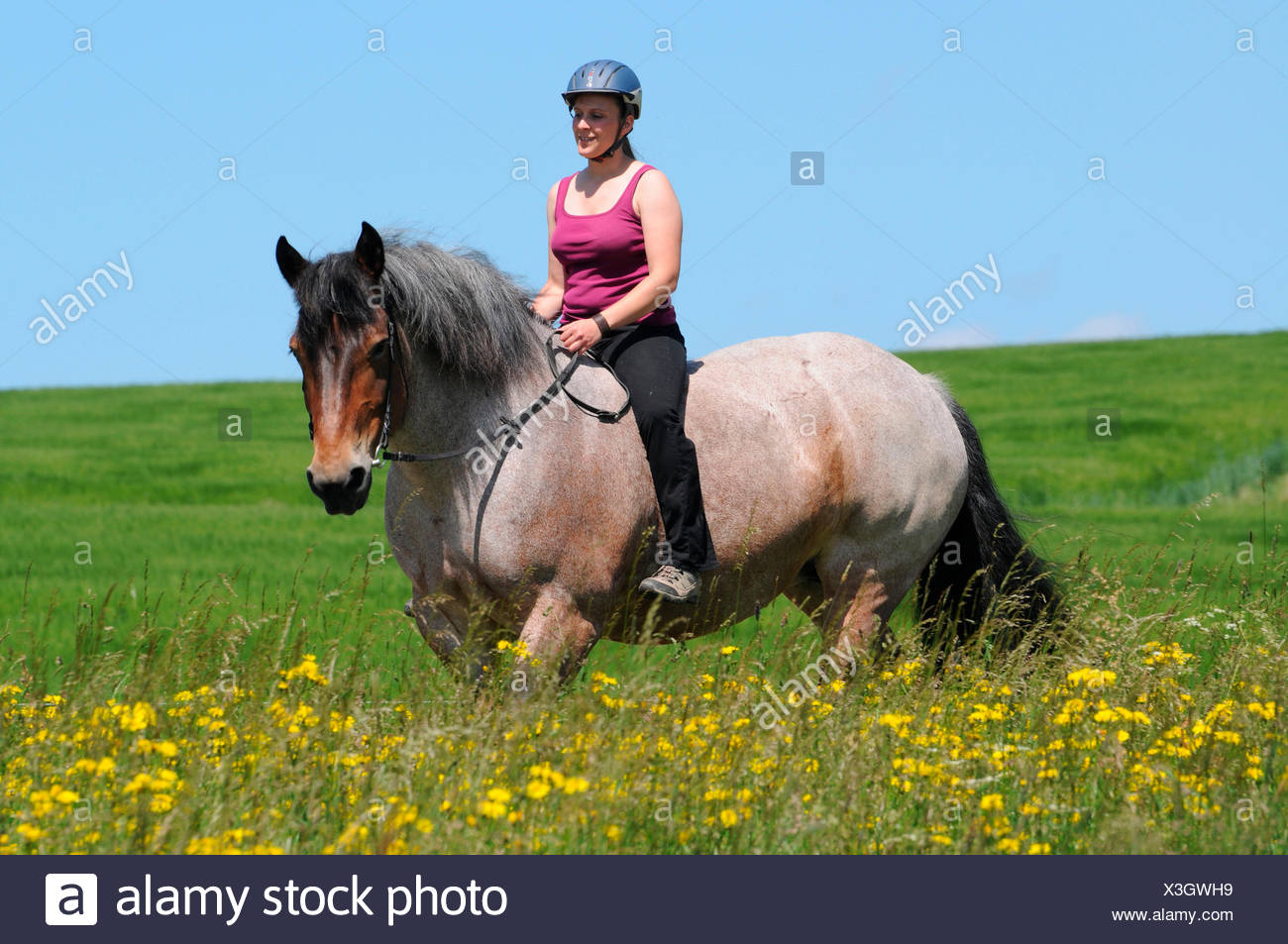 Rider On Rhineland Heavy Draught High Resolution Stock Photography and ...