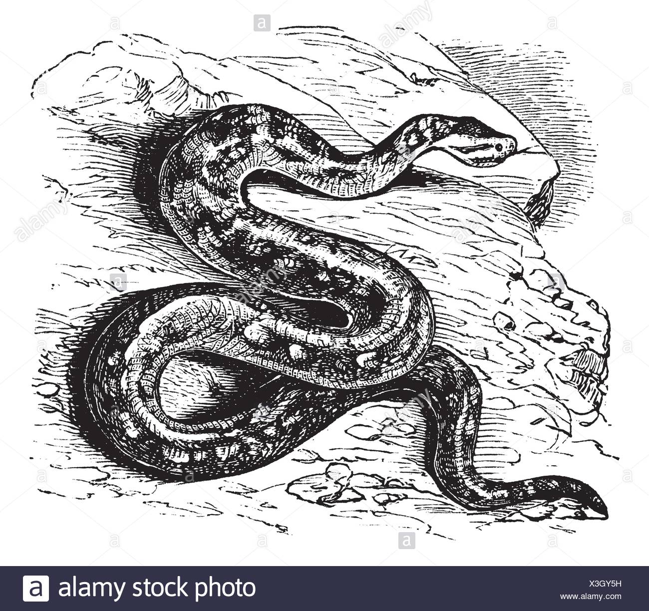 Python Sebae Natalensis High Resolution Stock Photography and Images ...