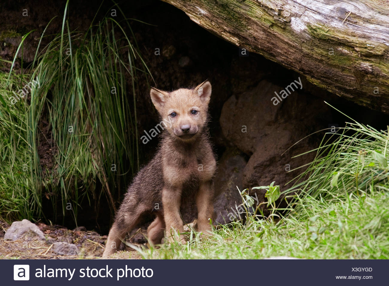 Wolf Cub Stock Photos & Wolf Cub Stock Images - Alamy
