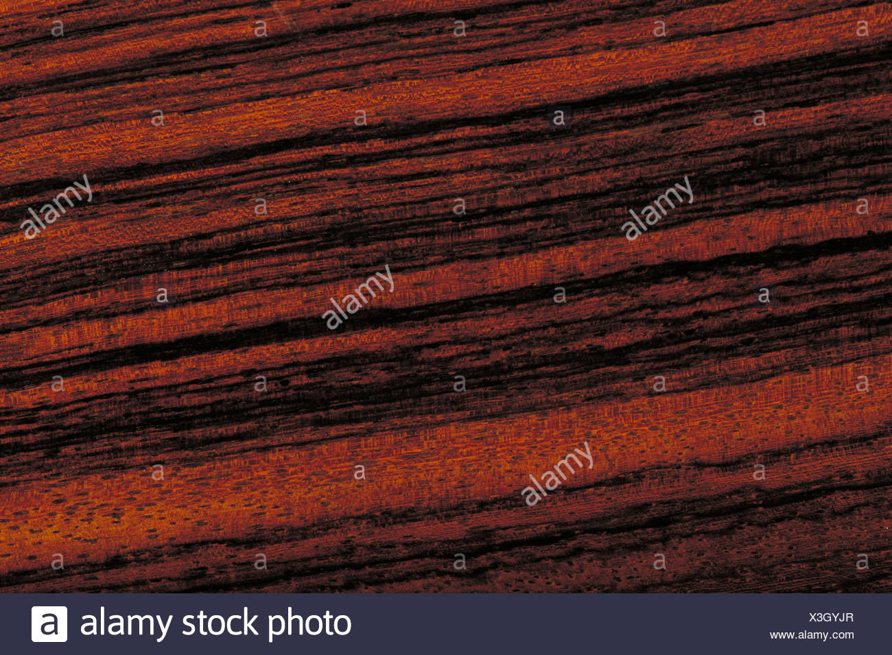 Indian Rosewood High Resolution Stock Photography and Images - Alamy