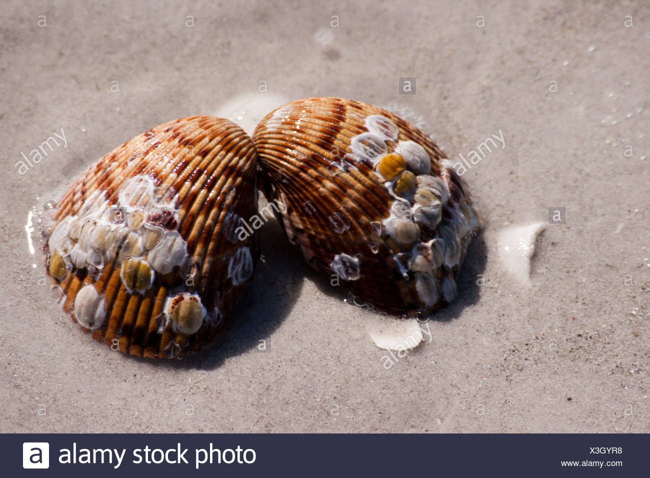 The Cockle Strand High Resolution Stock Photography and Images - Alamy