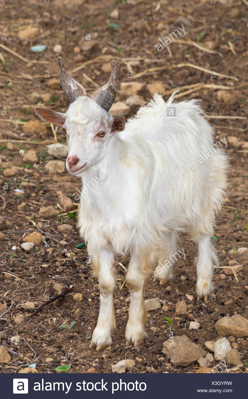 Girgentana Goat Sicily High Resolution Stock Photography and Images - Alamy