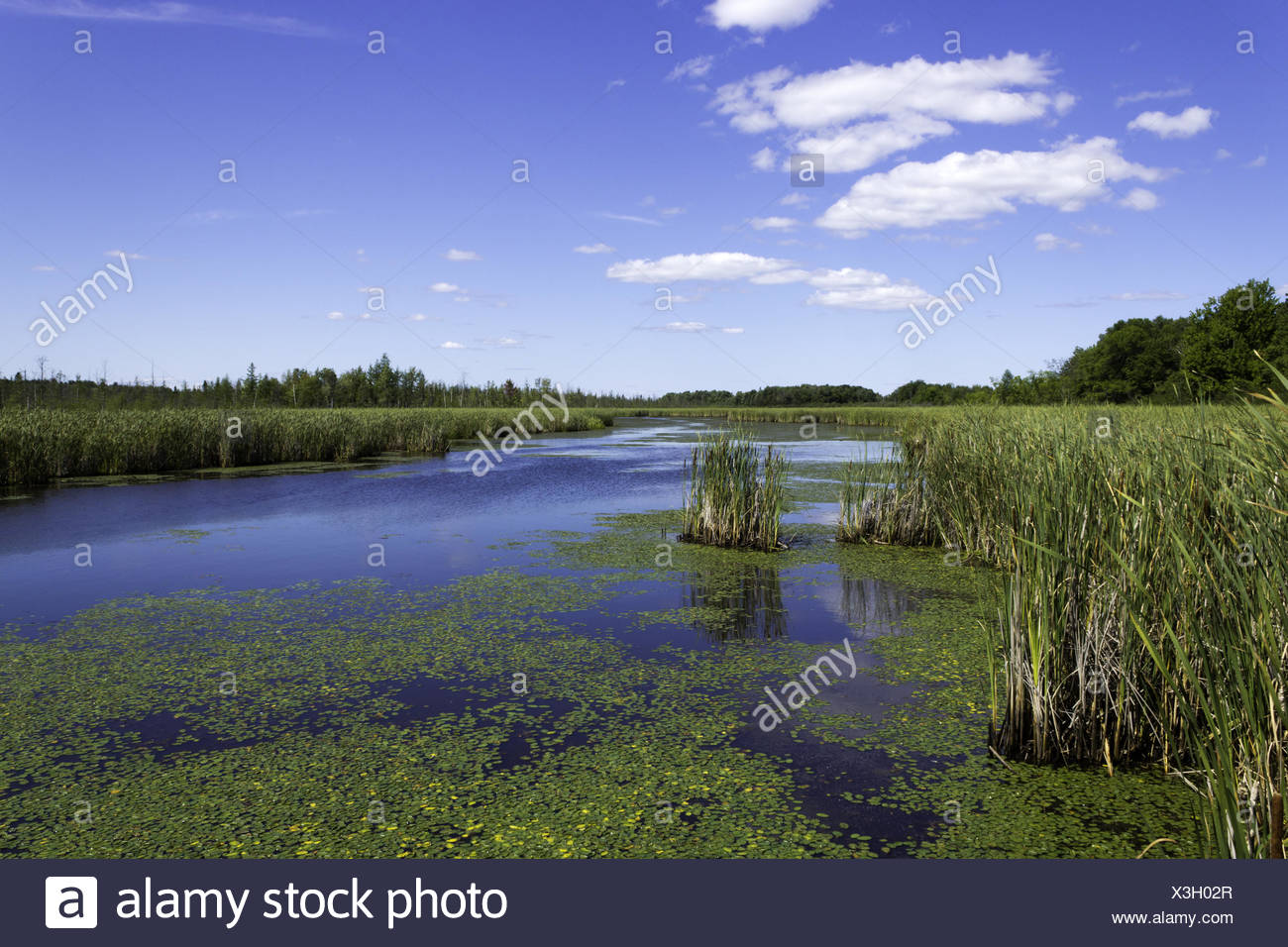 Cattails Pond High Resolution Stock Photography and Images - Alamy