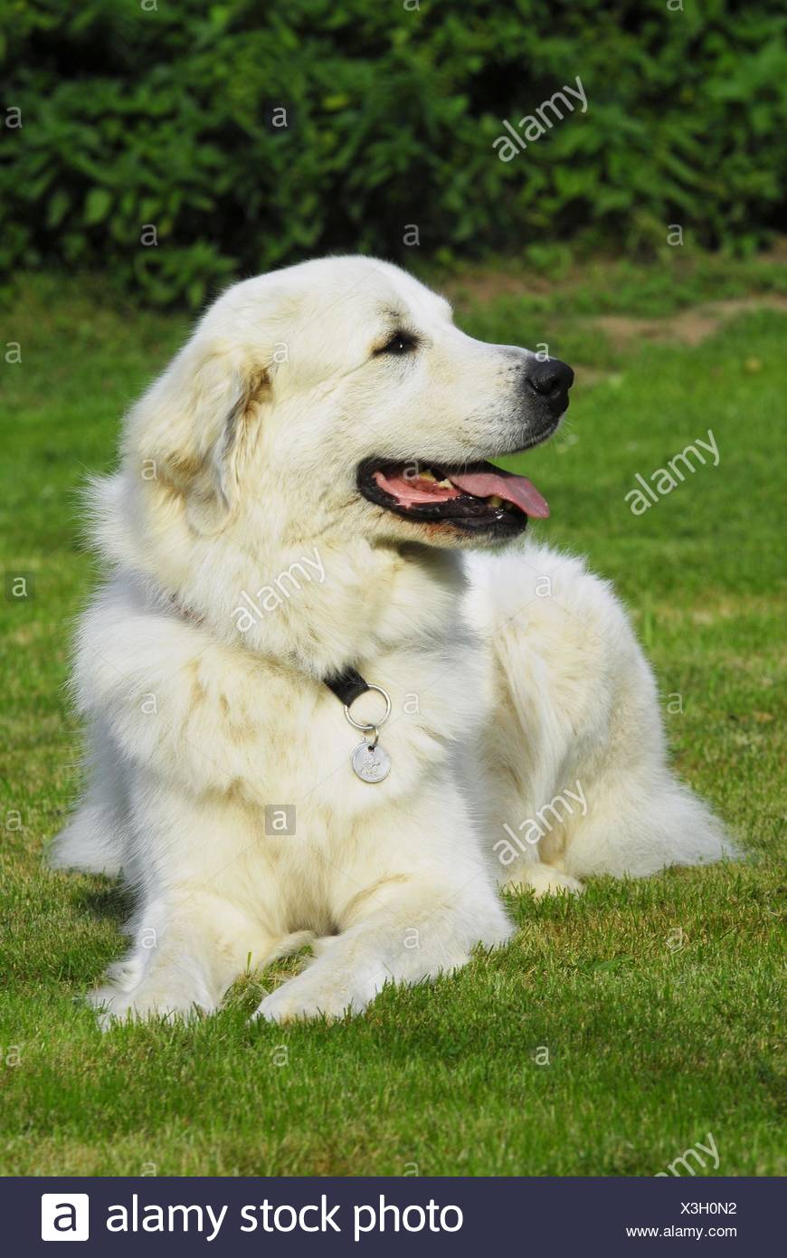 Pyrenean Mountain Dogs High Resolution Stock Photography and Images - Alamy