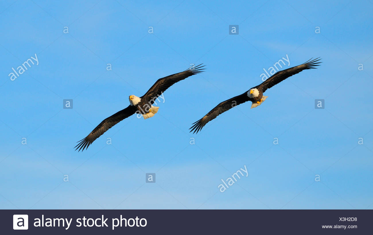Two Eagles High Resolution Stock Photography and Images - Alamy