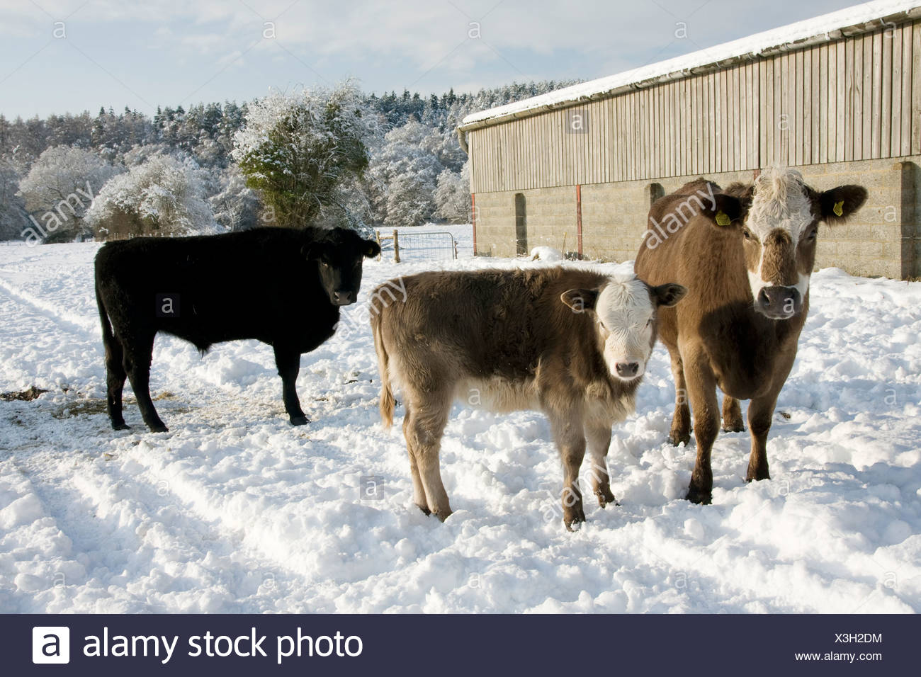 Dairy Farm Cow Snow Winter Stock Photos & Dairy Farm Cow Snow Winter ...