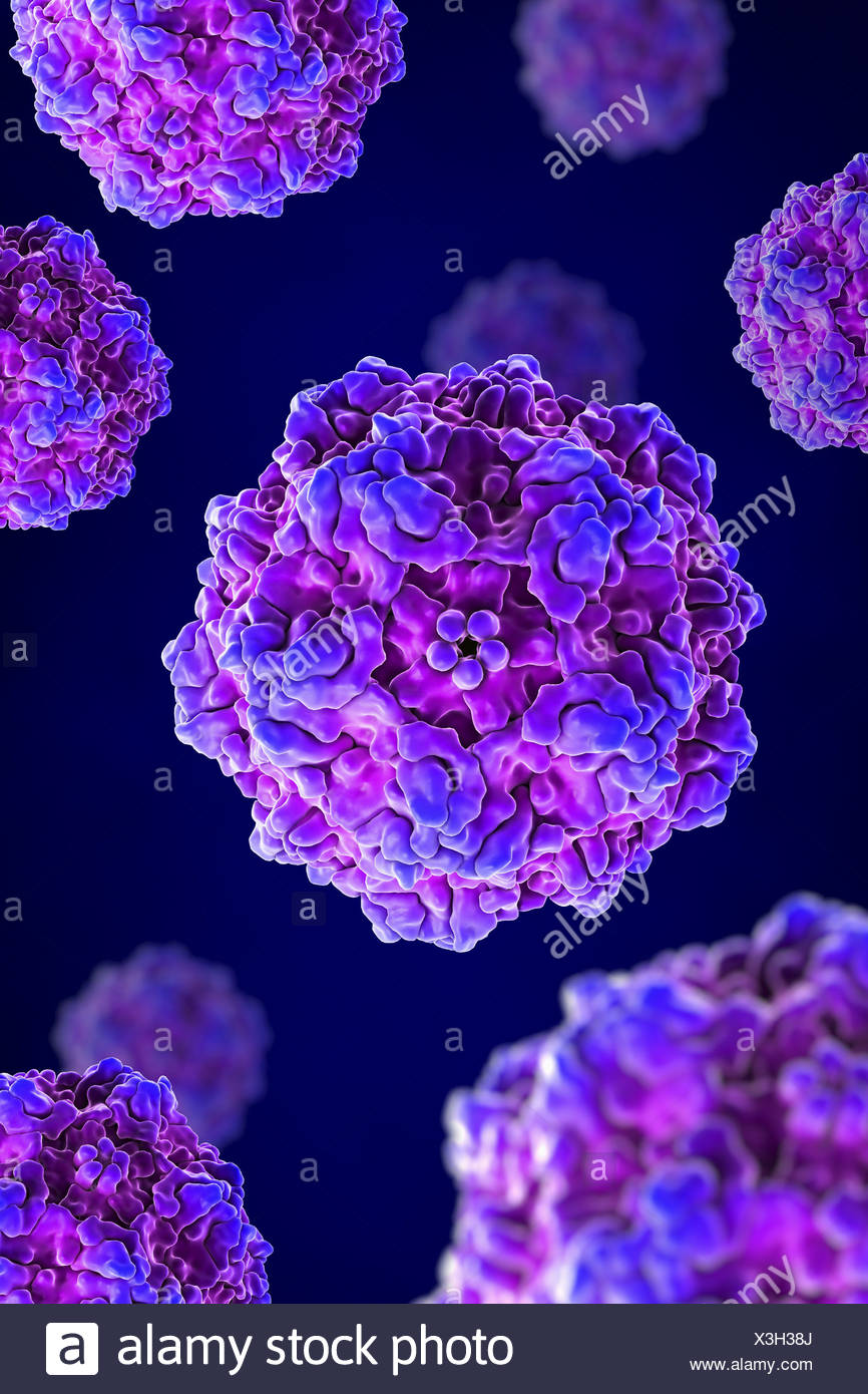 Canine Parvovirus Stock Photos & Canine Parvovirus Stock Images - Alamy