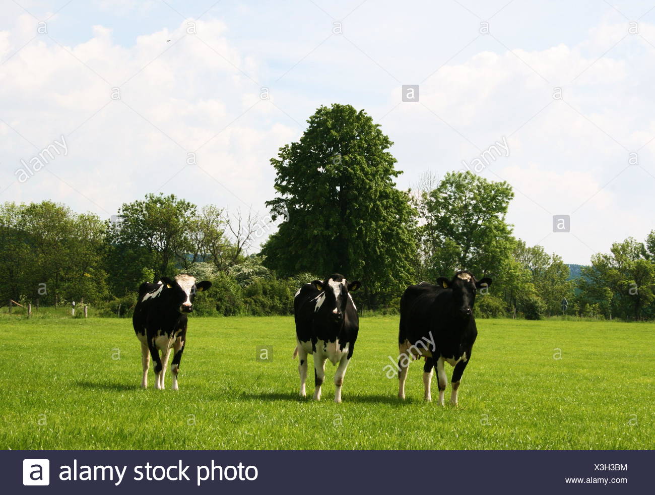 Useful Animals Stock Photos & Useful Animals Stock Images - Alamy
