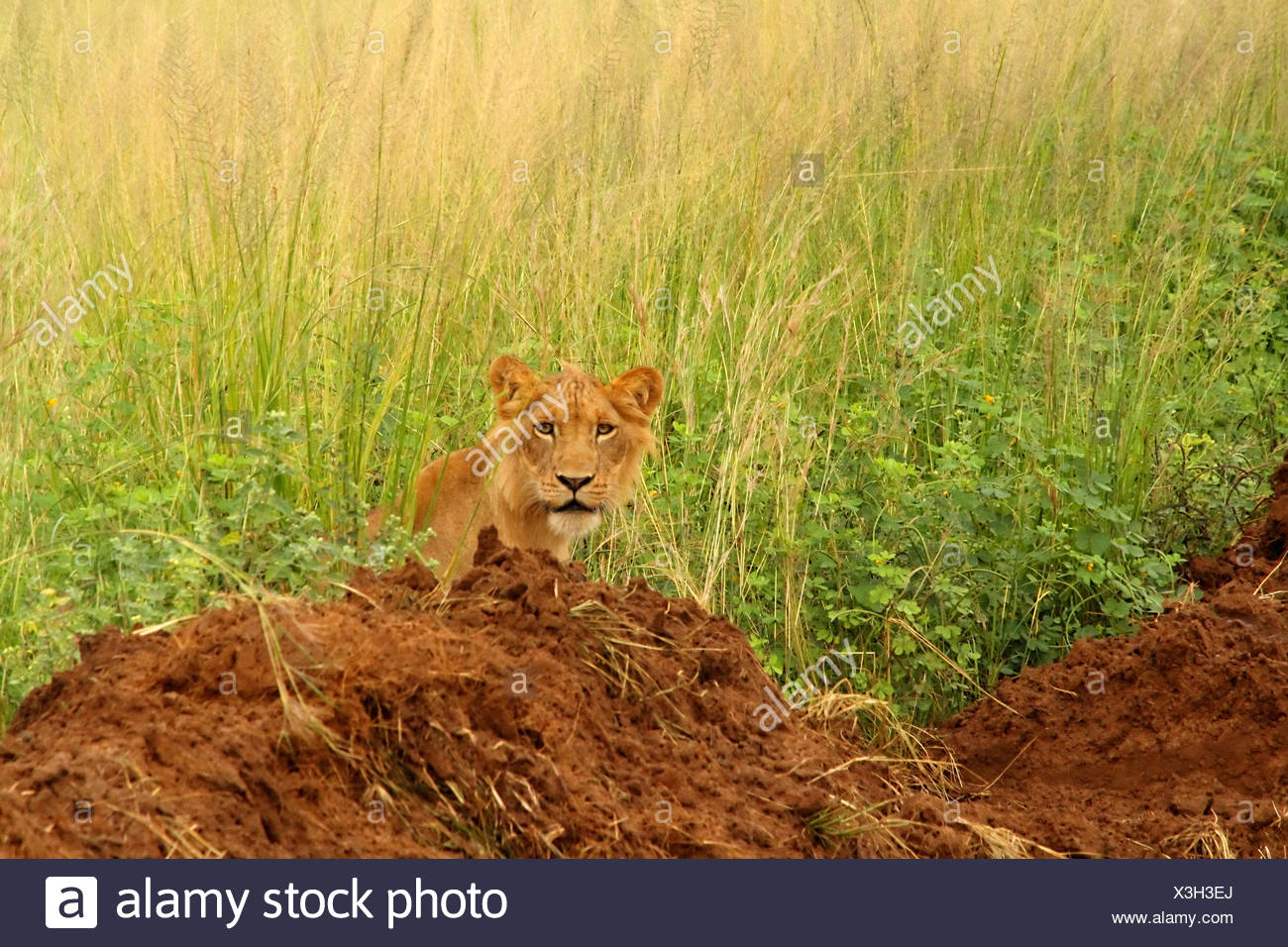 Juvenile Male Lion High Resolution Stock Photography and Images - Alamy