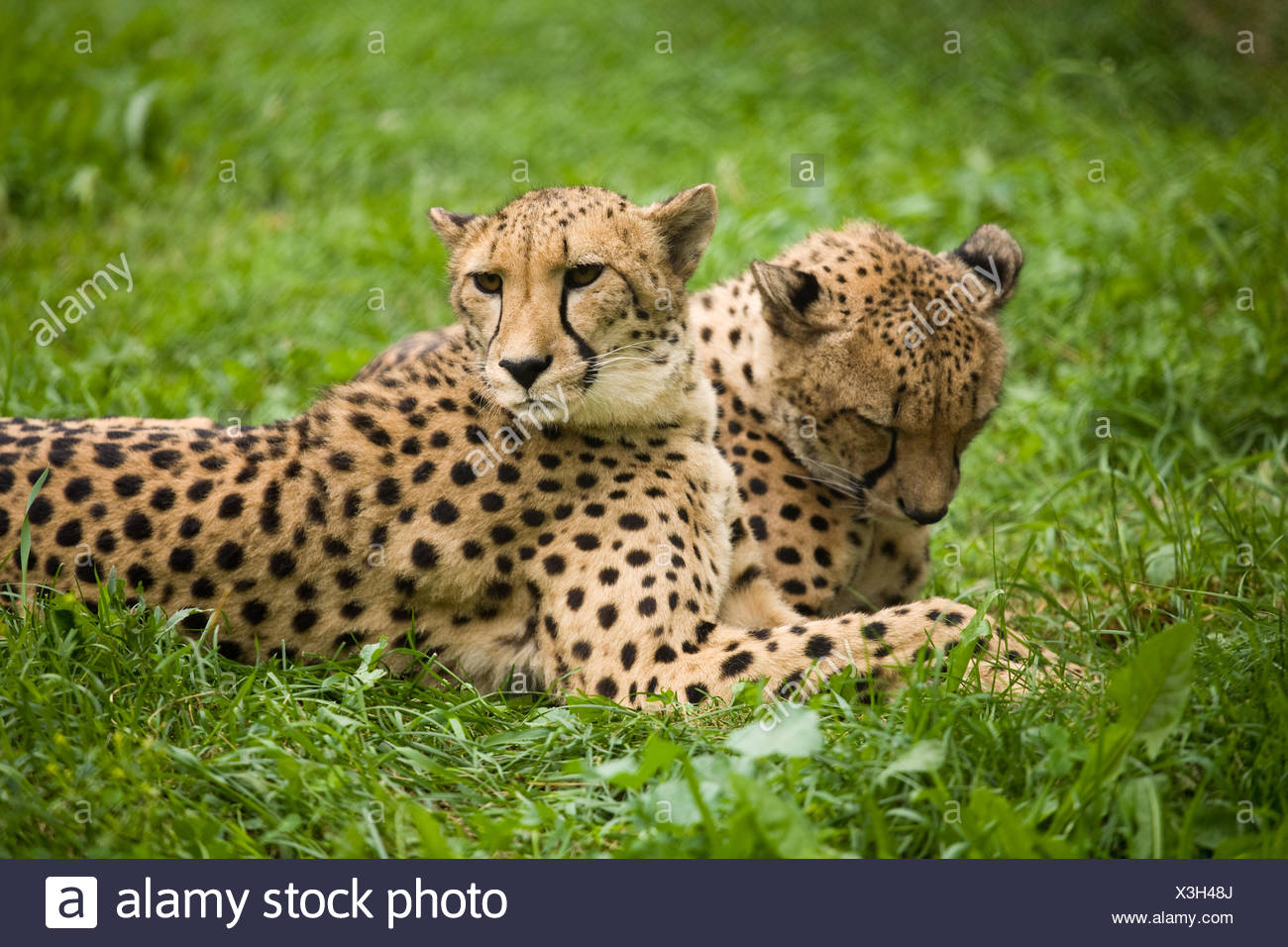 Leopards High Resolution Stock Photography and Images - Alamy