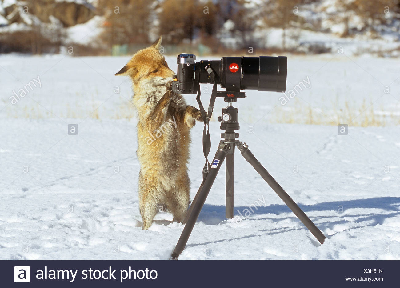 Fox Standing High Resolution Stock Photography and Images - Alamy