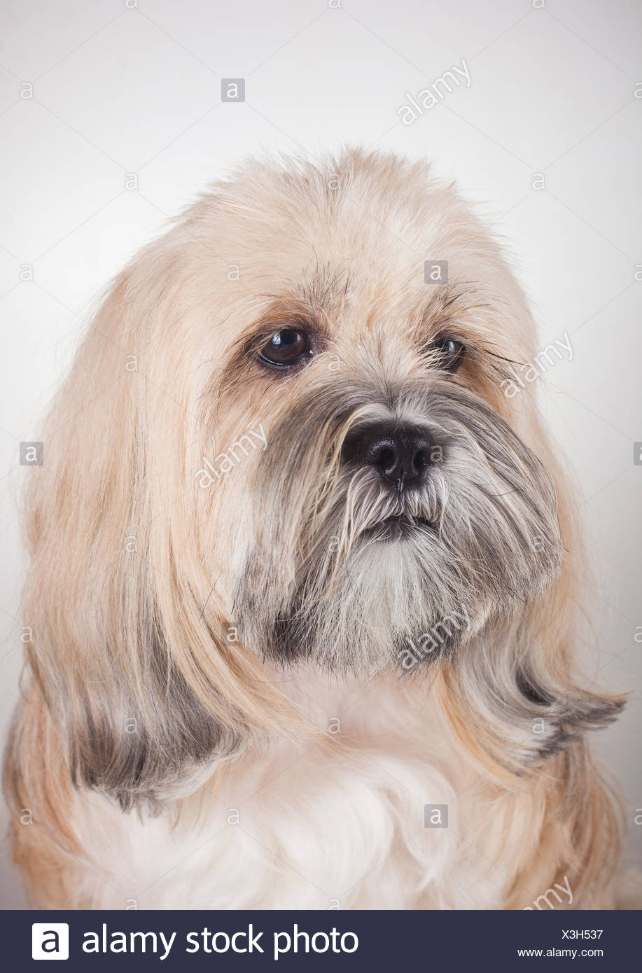 Lhasa Apso Puppy Stock Photos & Lhasa Apso Puppy Stock Images - Alamy