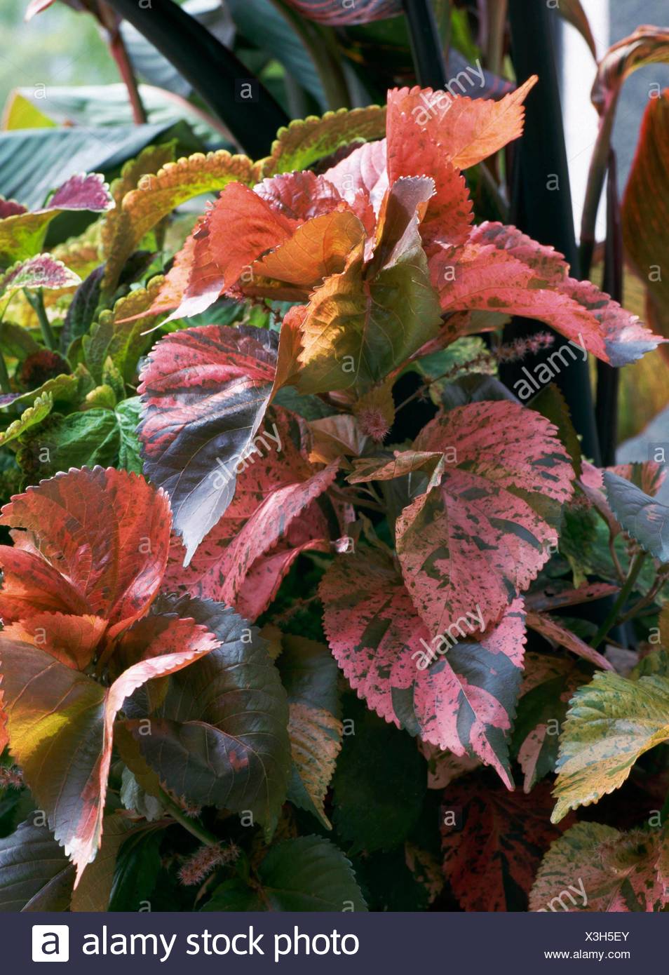 Acalypha Wilkesiana Stock Photos & Acalypha Wilkesiana Stock Images - Alamy