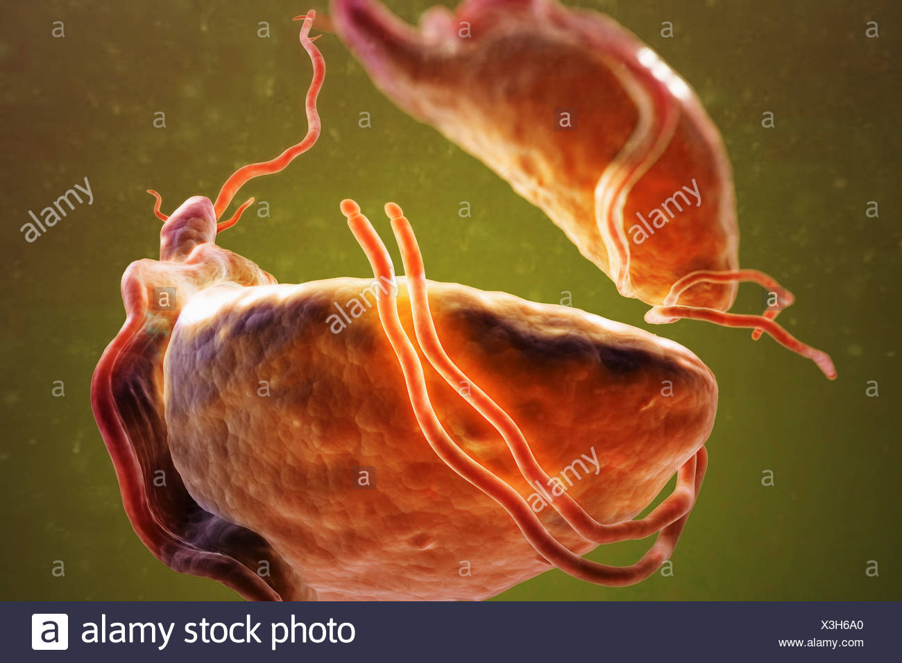 Trichomonas Vaginalis High Resolution Stock Photography and Images - Alamy