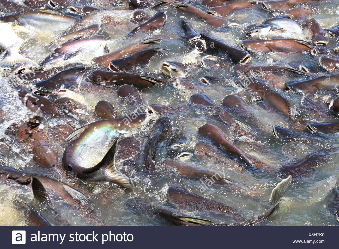 Iridescent Shark High Resolution Stock Photography and Images - Alamy