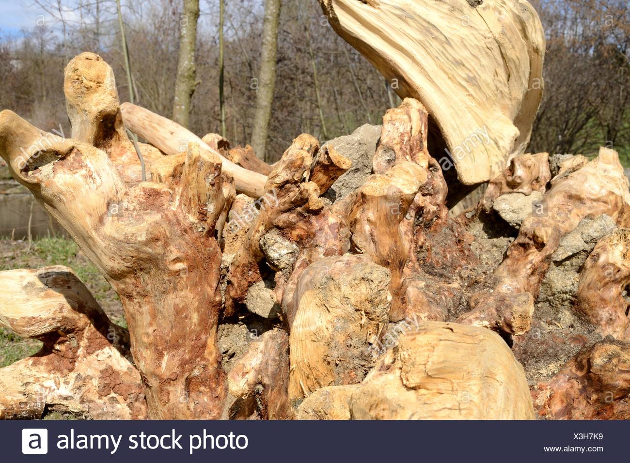 Rootstock High Resolution Stock Photography and Images - Alamy