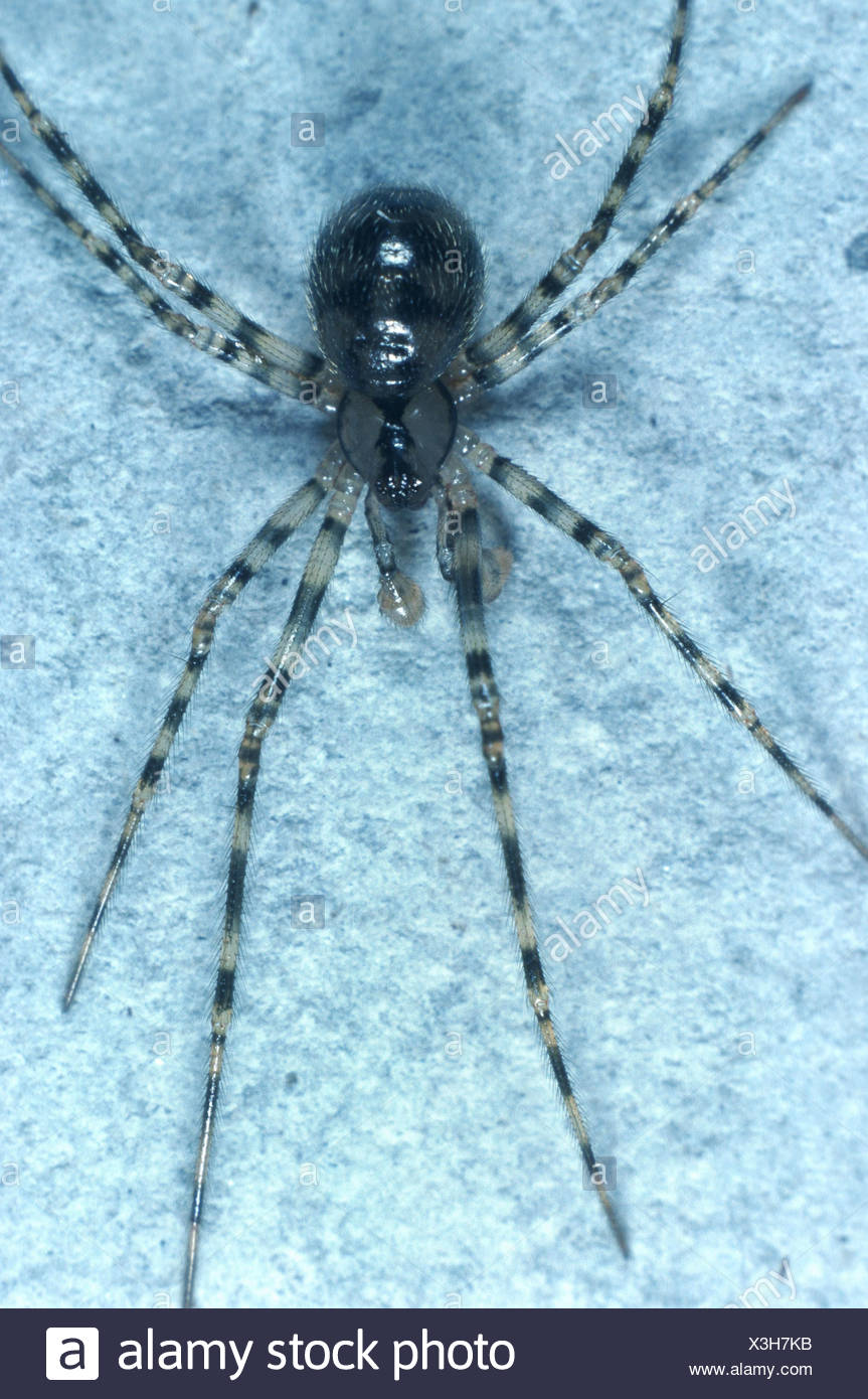 Scaffold Scaffold High Resolution Stock Photography and Images - Alamy