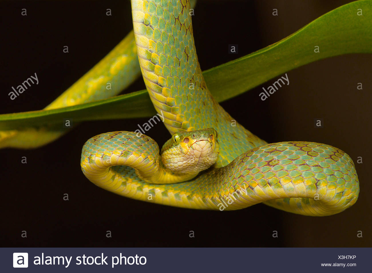 Speckled Forest Pit Viper High Resolution Stock Photography and Images ...
