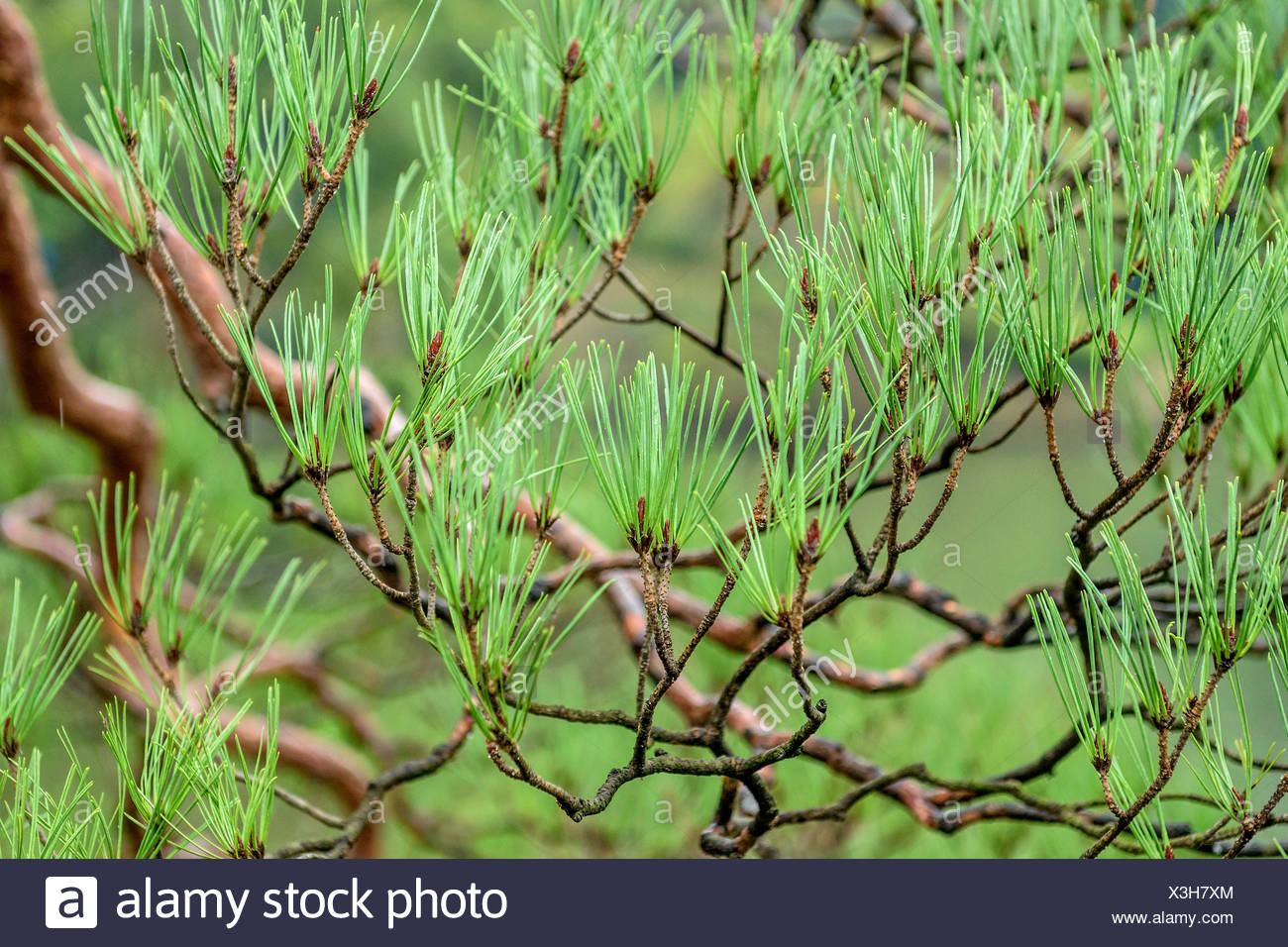 Japanese Red Pine Trees High Resolution Stock Photography and Images ...