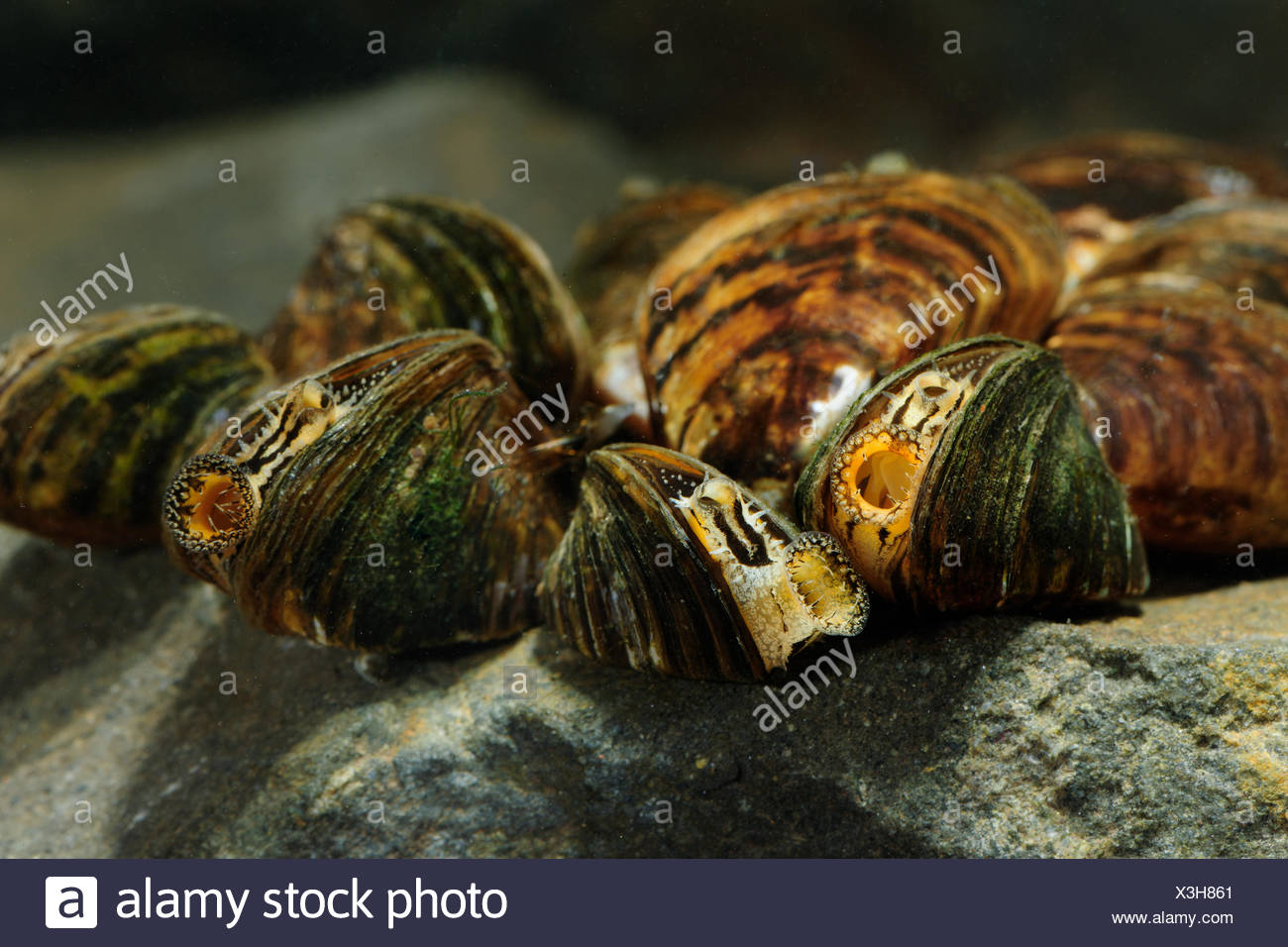 Dreissena High Resolution Stock Photography and Images - Alamy