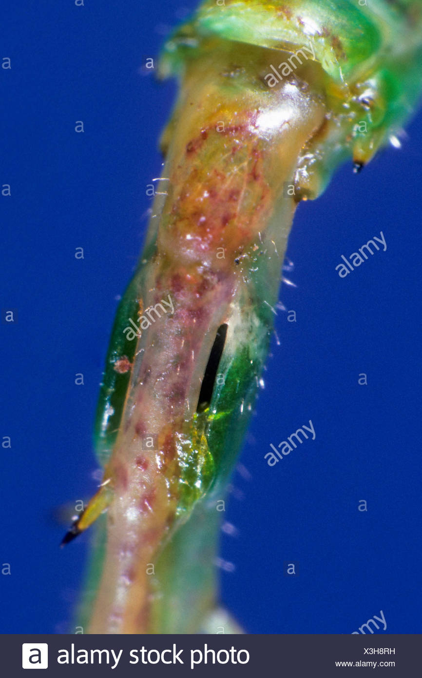 Tympanal Organ High Resolution Stock Photography and Images - Alamy