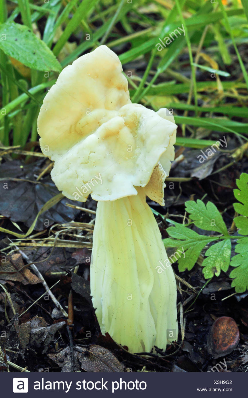 Helvel High Resolution Stock Photography and Images - Alamy