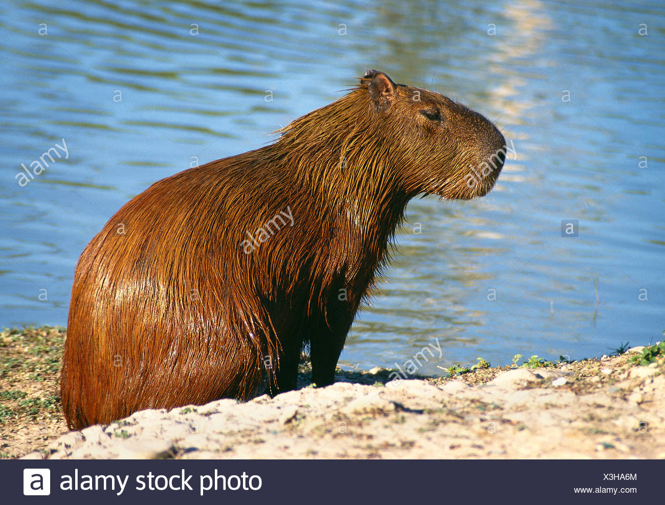 Pantanal Capybara Brazil Stock Photos & Pantanal Capybara Brazil Stock ...