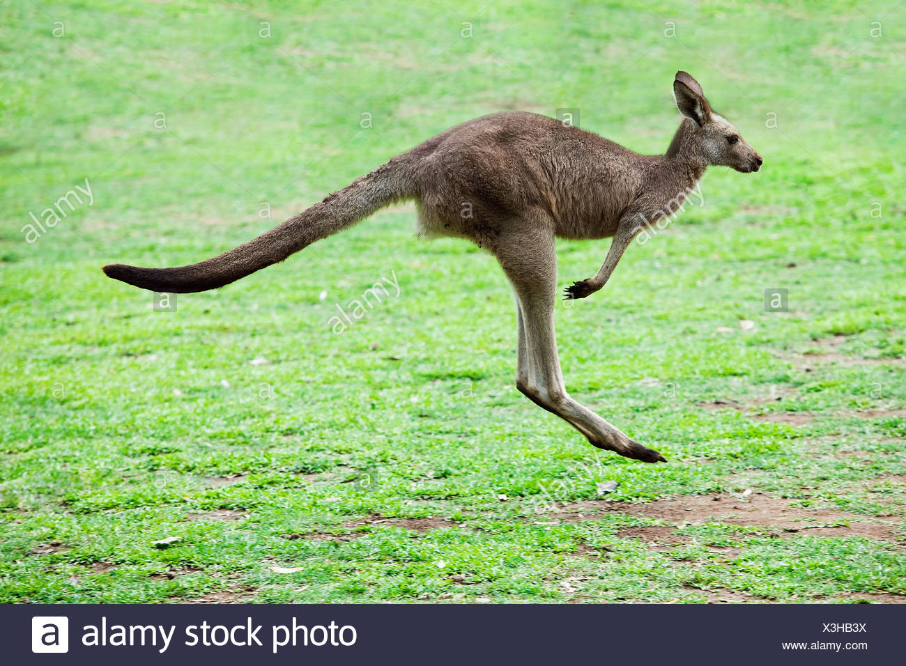 Marsupial Mammals Australia High Resolution Stock Photography and ...