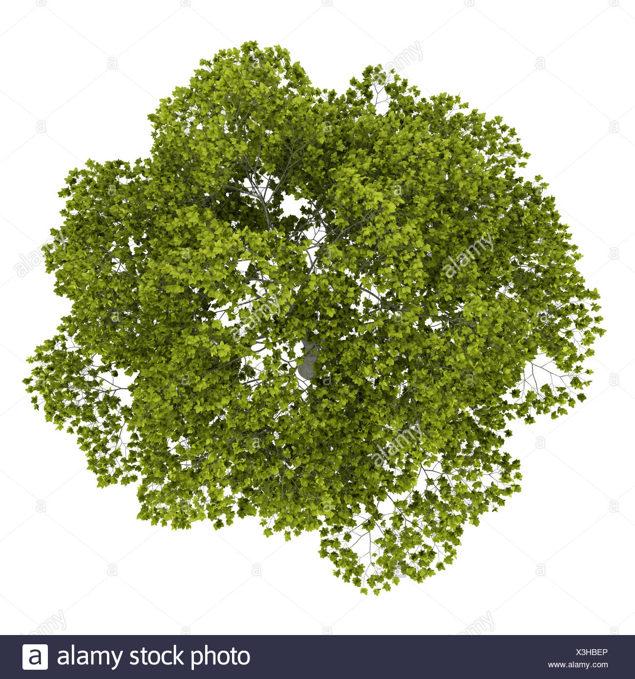 North American Beech Tree Fagus Grandifolia High Resolution Stock ...