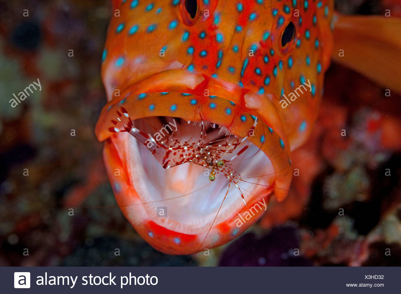 Plectropomus Leopardus High Resolution Stock Photography and Images - Alamy