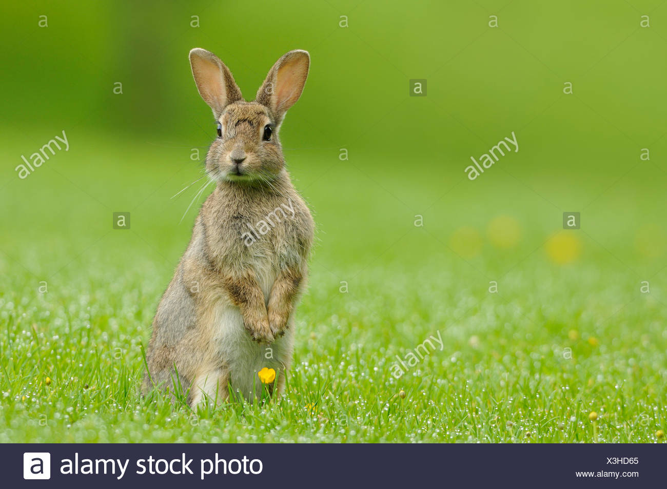 Rabbit Standing On Hind Legs High Resolution Stock Photography and ...