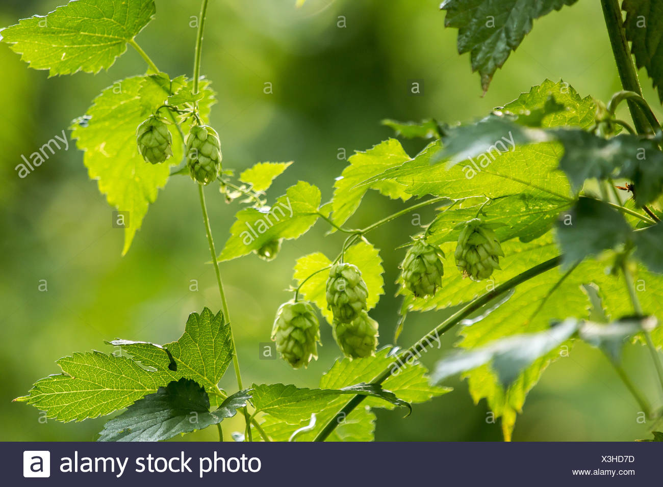 Echter Hopfen Stock Photos & Echter Hopfen Stock Images - Alamy