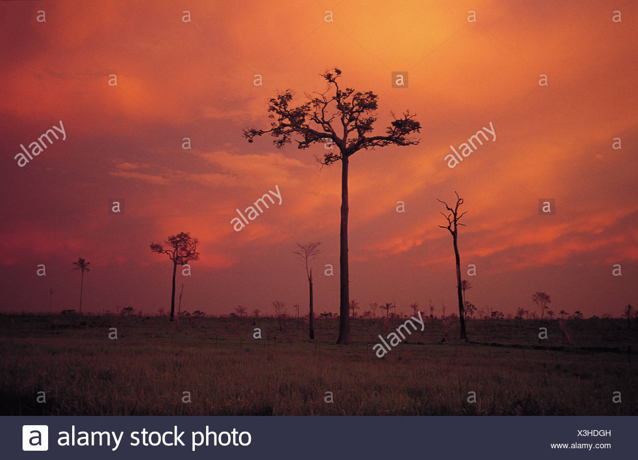 Amazon Rainforest Devastation Deforestation Brazil High Resolution ...