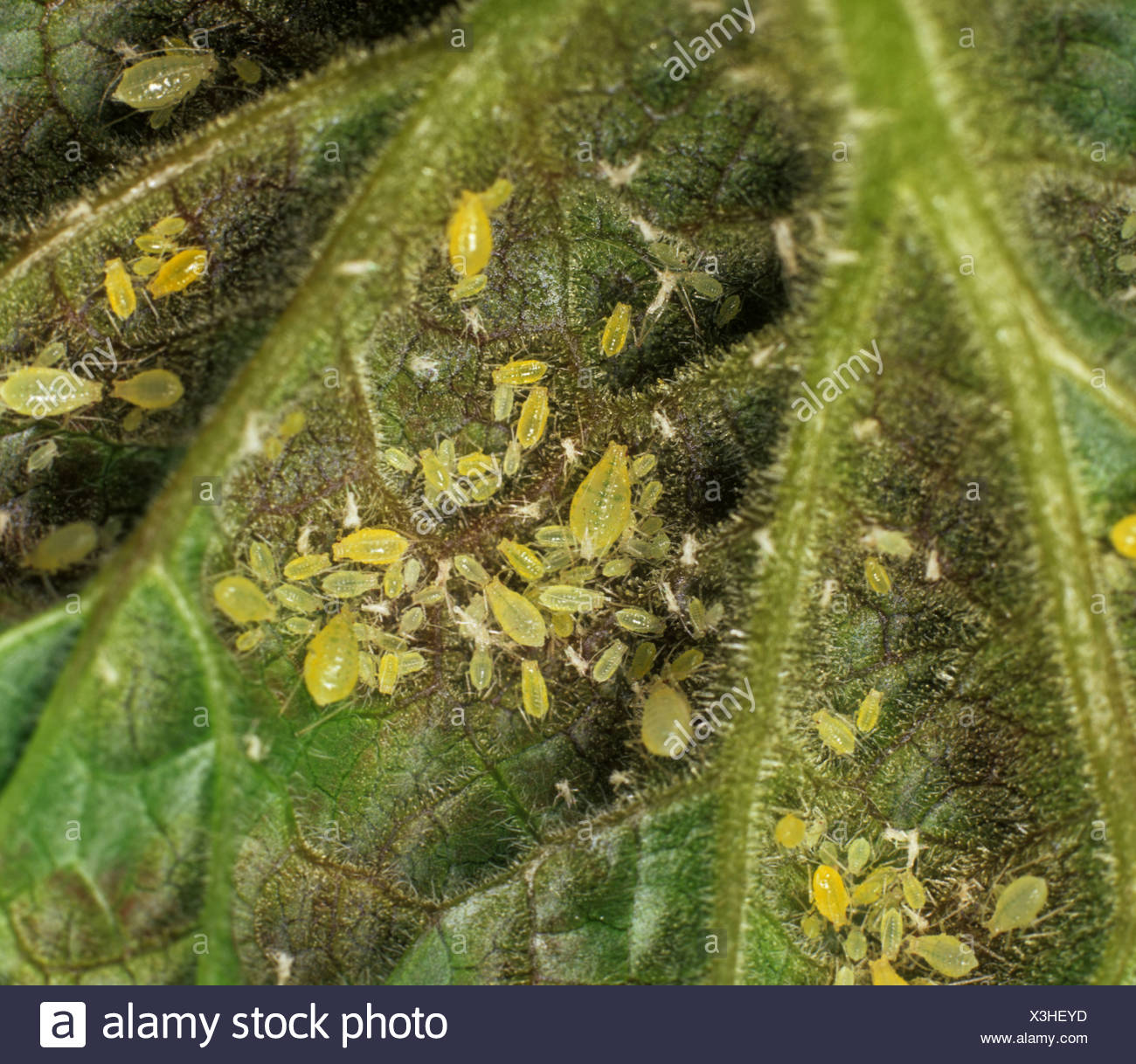 Currant Aphid Stock Photos & Currant Aphid Stock Images - Alamy