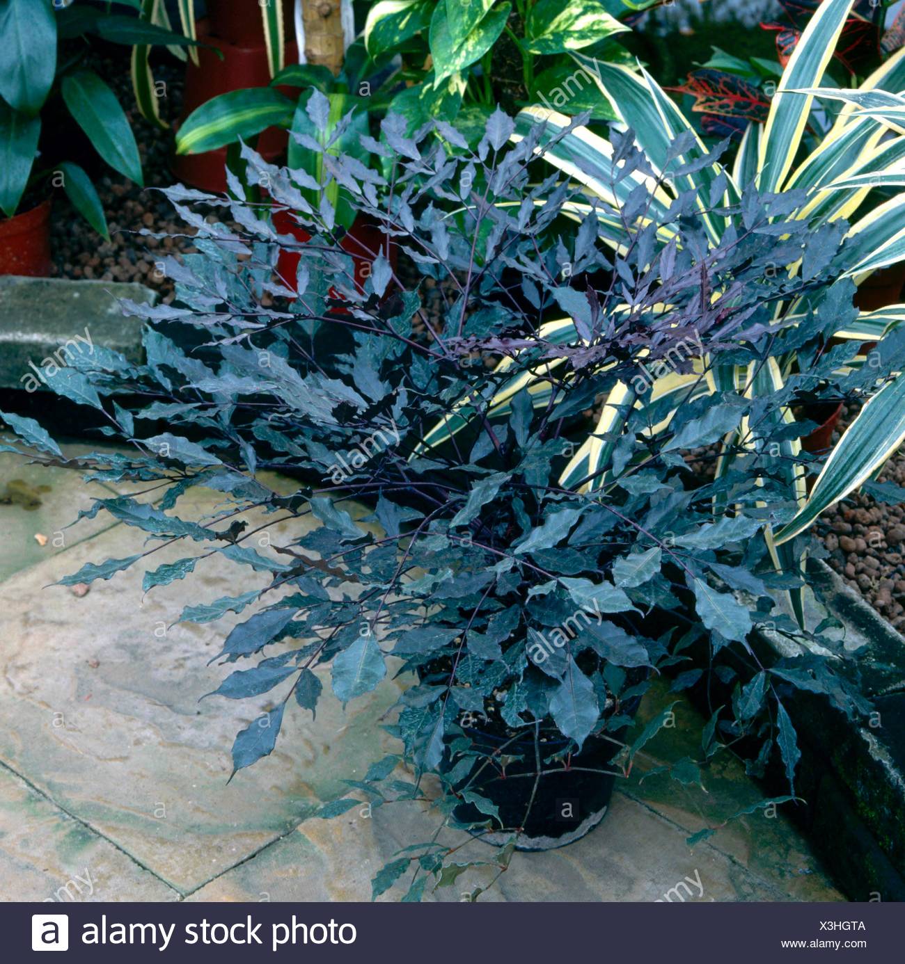 Leea Stock Photos & Leea Stock Images - Alamy