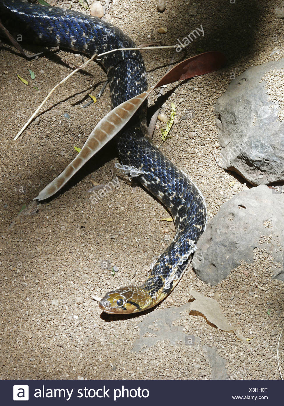 Keelback Snake Stock Photos & Keelback Snake Stock Images - Alamy