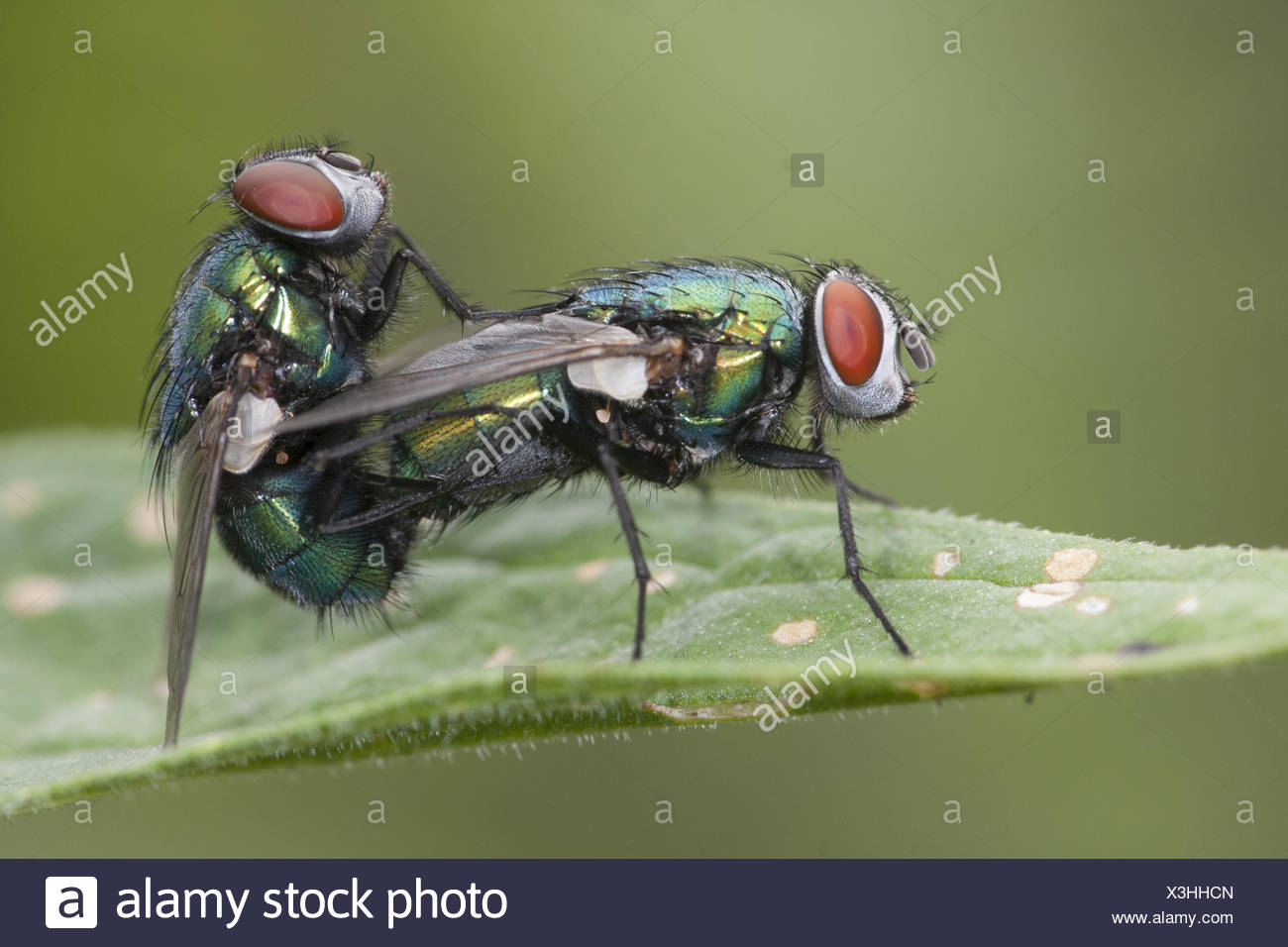 Carrion Fly Stock Photos & Carrion Fly Stock Images - Alamy