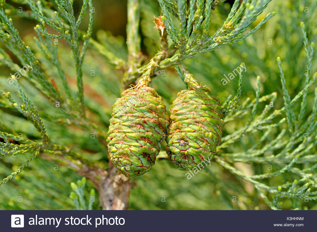 Sequoia Wellingtonia High Resolution Stock Photography and Images - Alamy