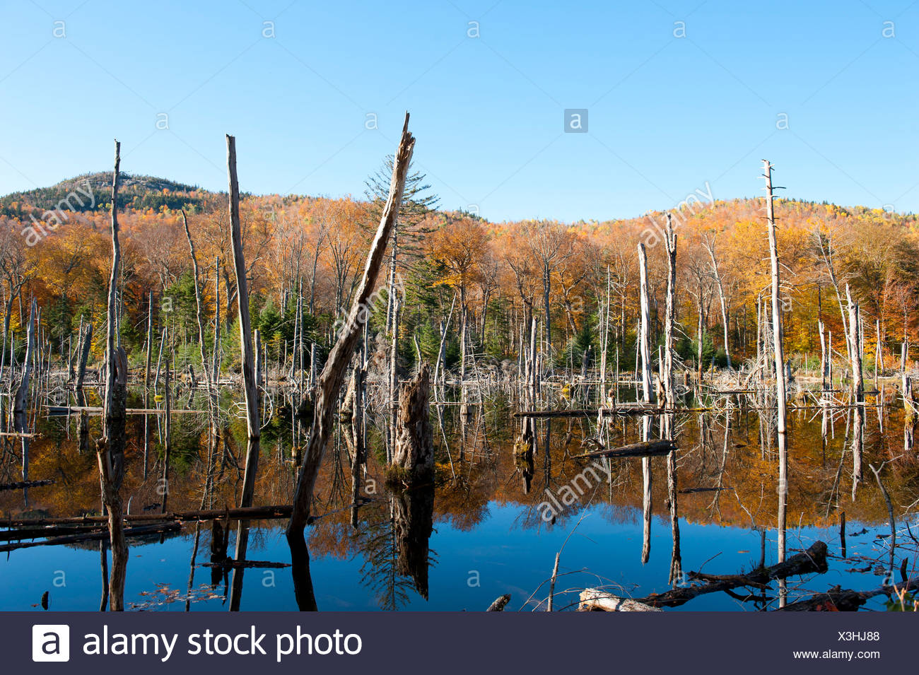 Dead Standing Tree High Resolution Stock Photography and Images - Alamy