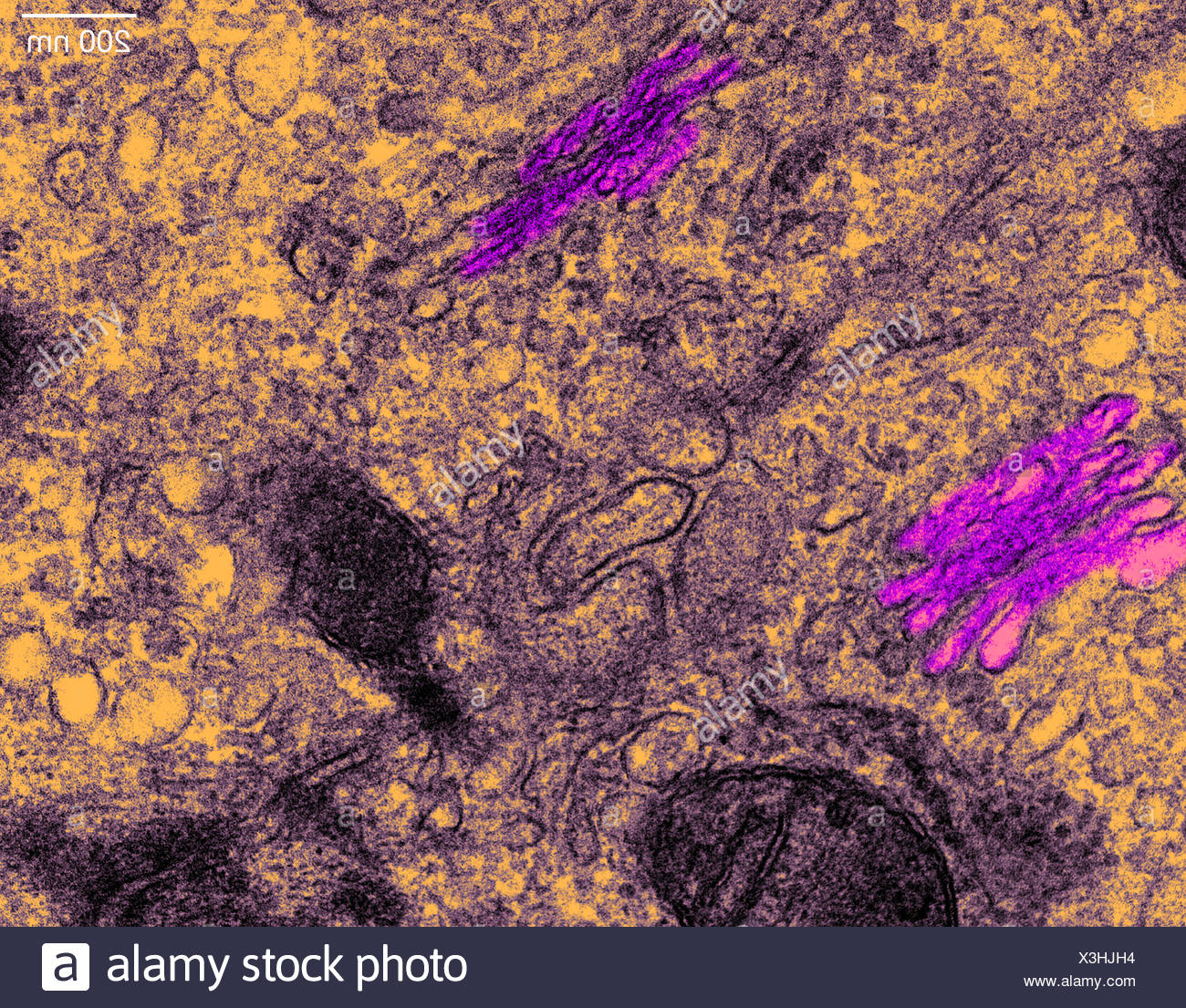 The Pancreas High Resolution Stock Photography and Images - Alamy